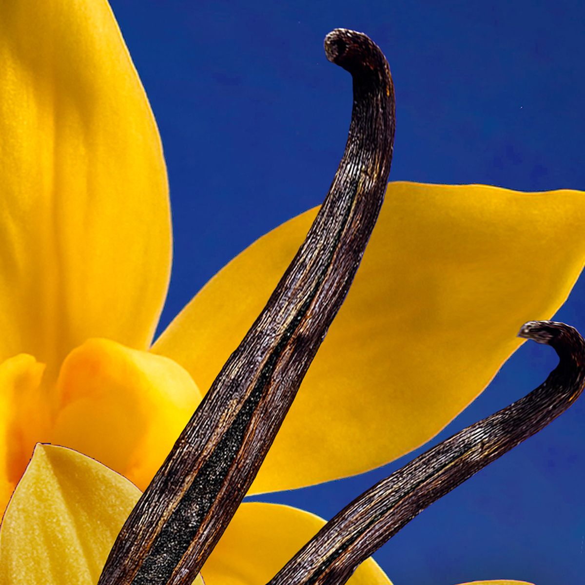 Lait Corps Bienfaisant 250ml - Vanille Soleil